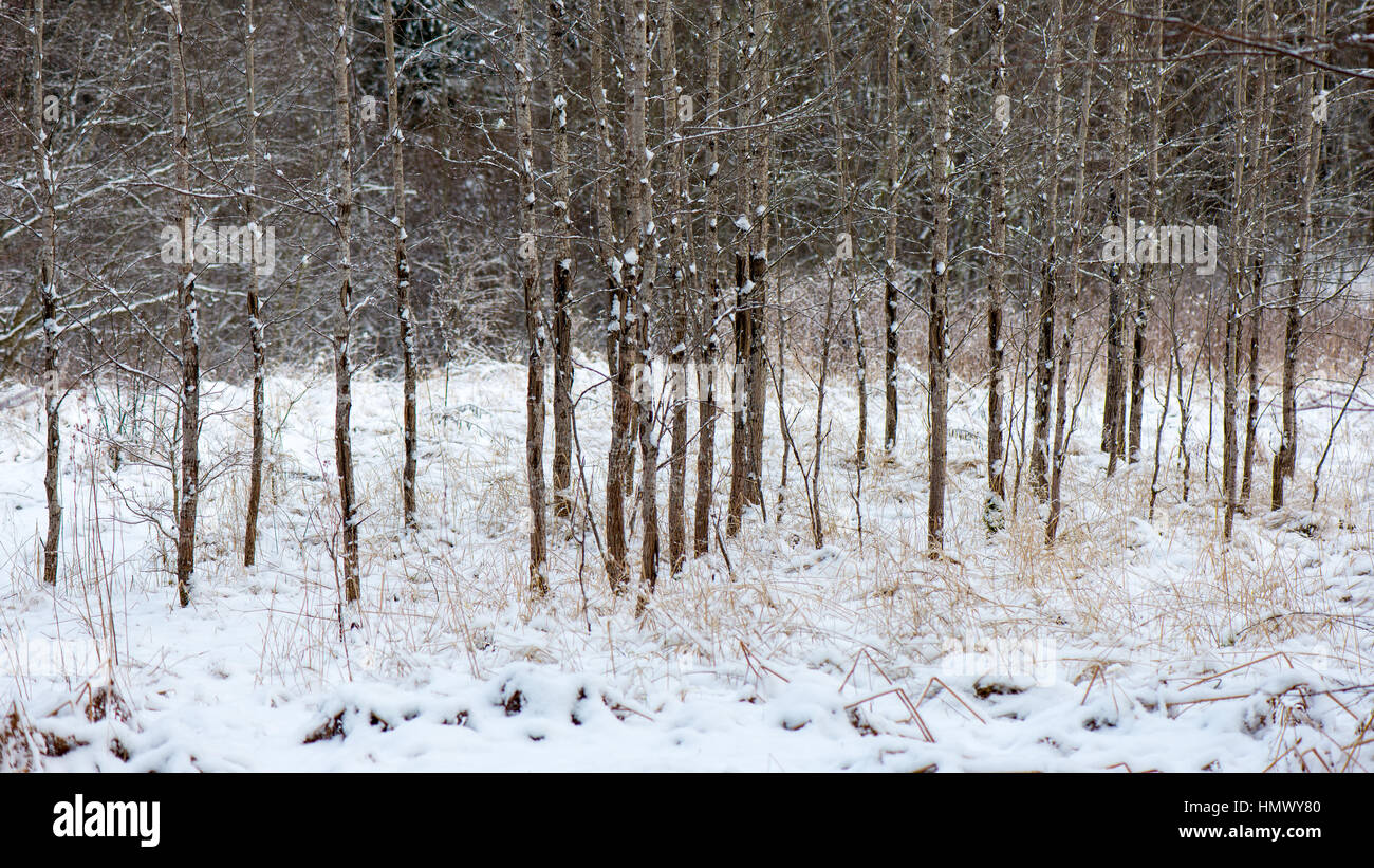 winter tree branches in abstract textured background Stock Photo - Alamy