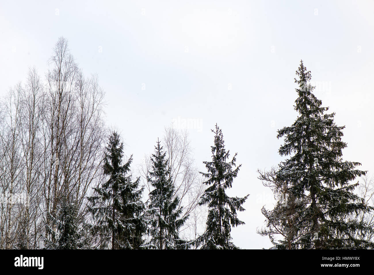 winter tree branches in abstract textured background Stock Photo - Alamy