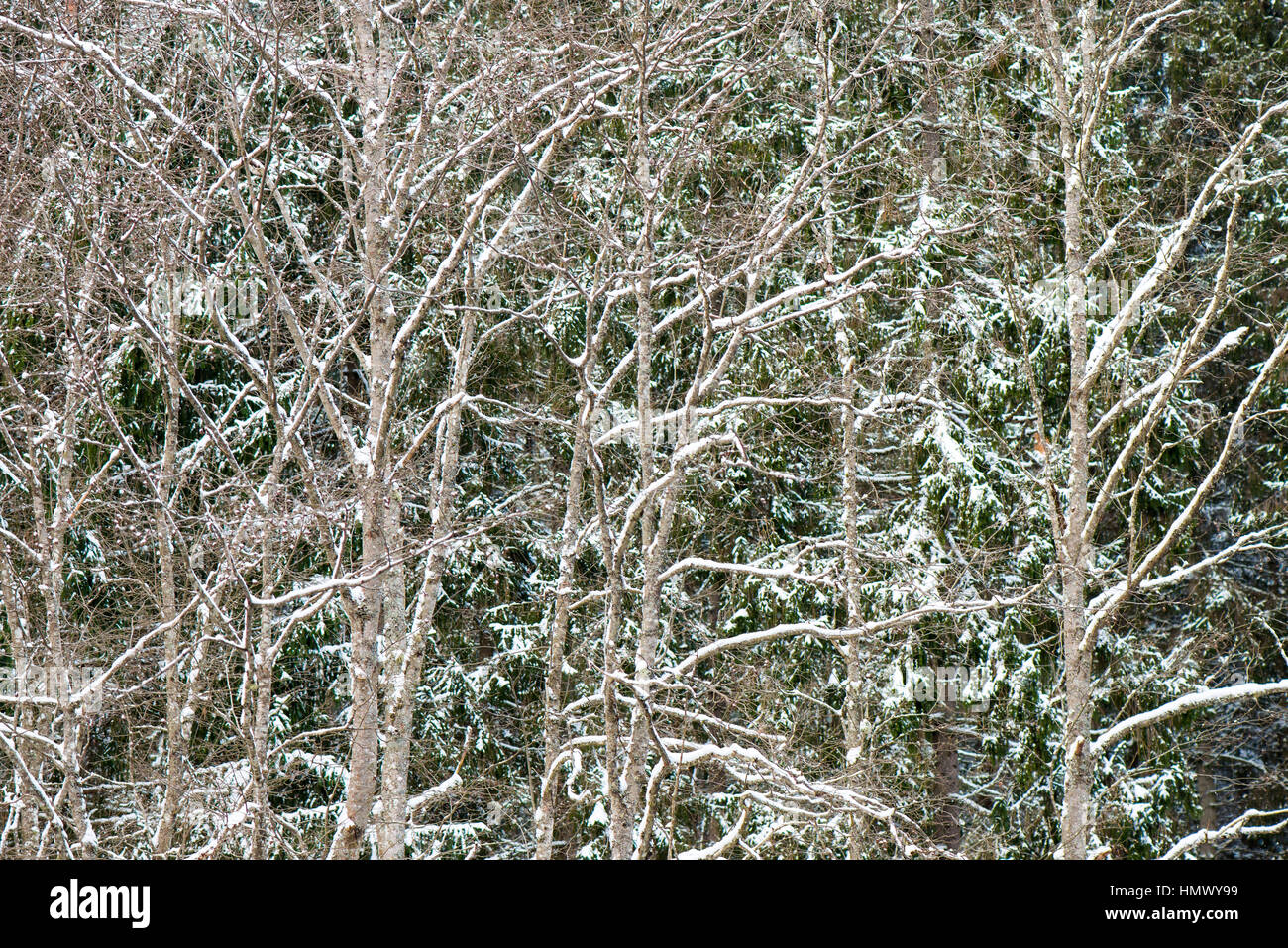 winter tree branches in abstract textured background Stock Photo - Alamy