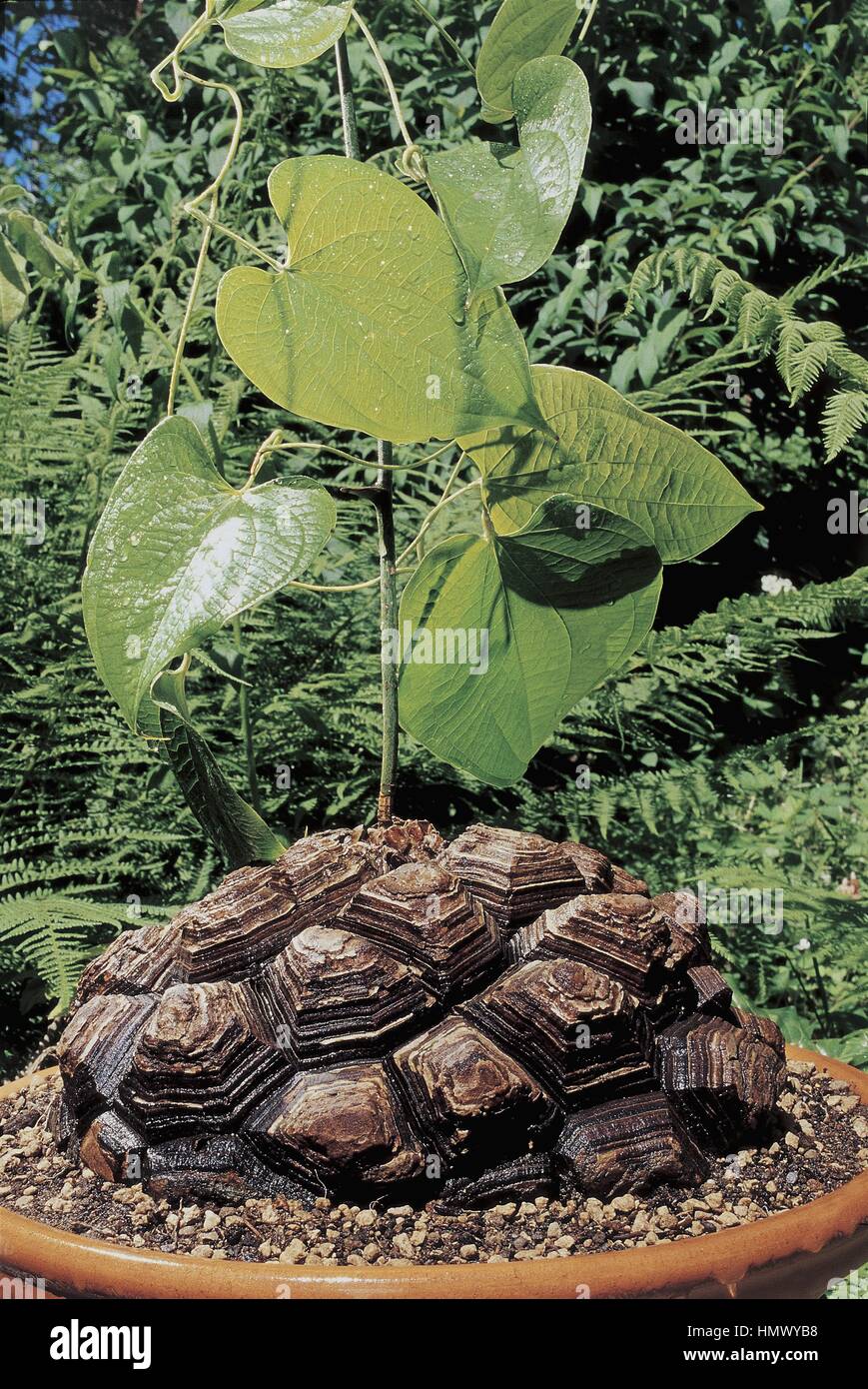 Botany - Dioscoreaceae - Testudinaria elephantipes. or Dioscorea ...
