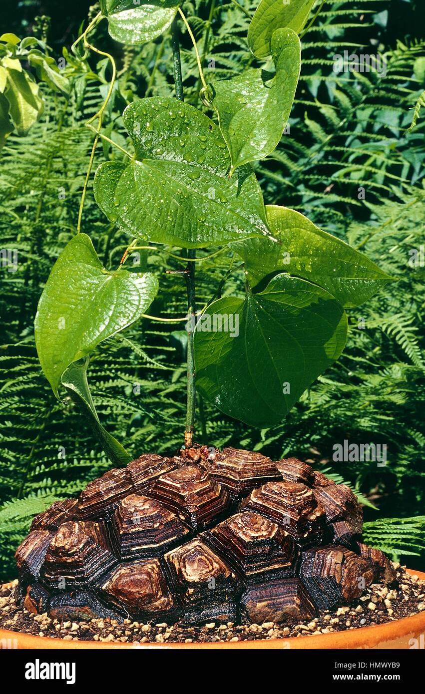 Elephant's foot (Testudinaria elephantipes), Cactaceae Stock Photo - Alamy