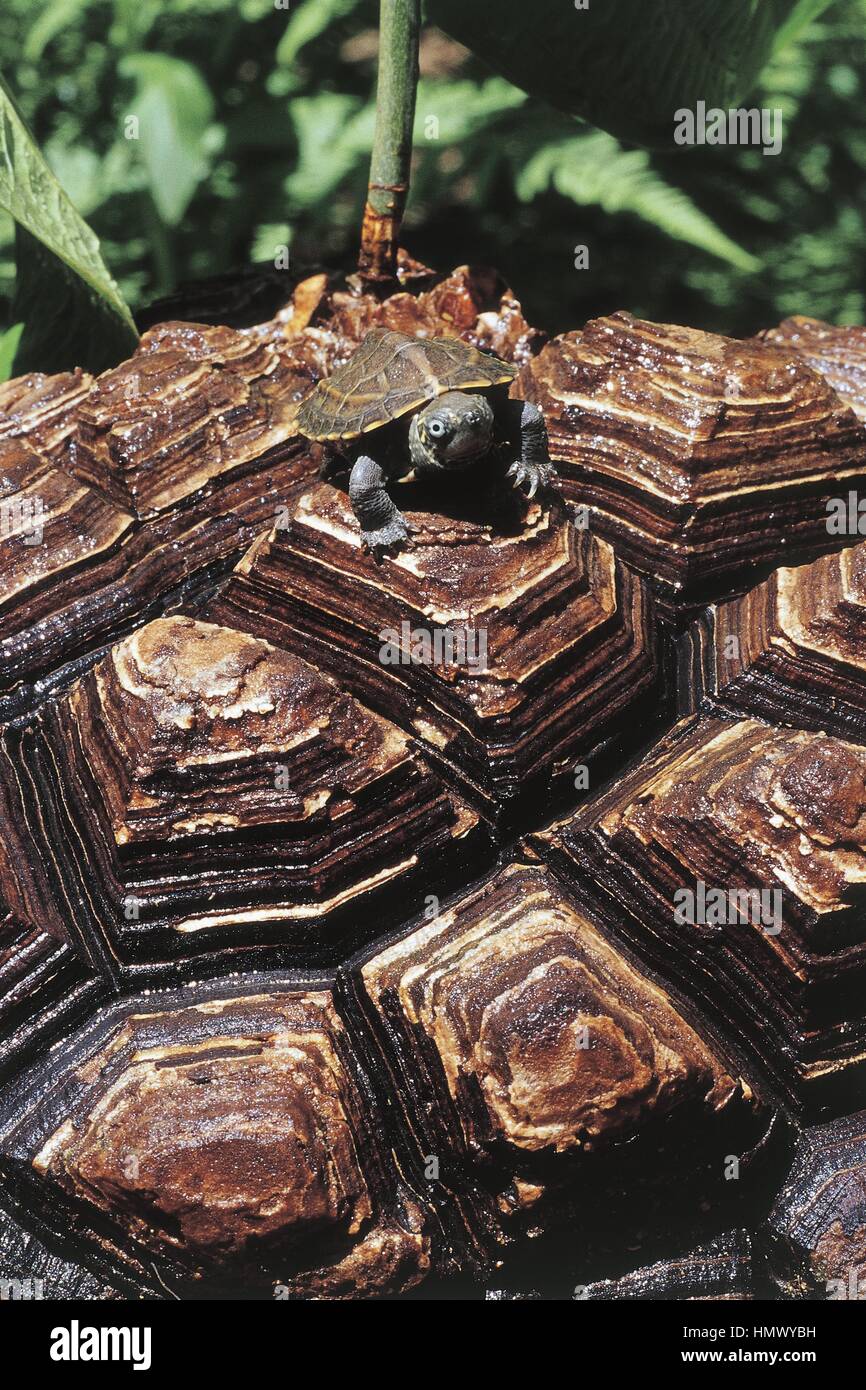 Botany - Dioscoreaceae - Testudinaria elephantipes (or Dioscorea ...