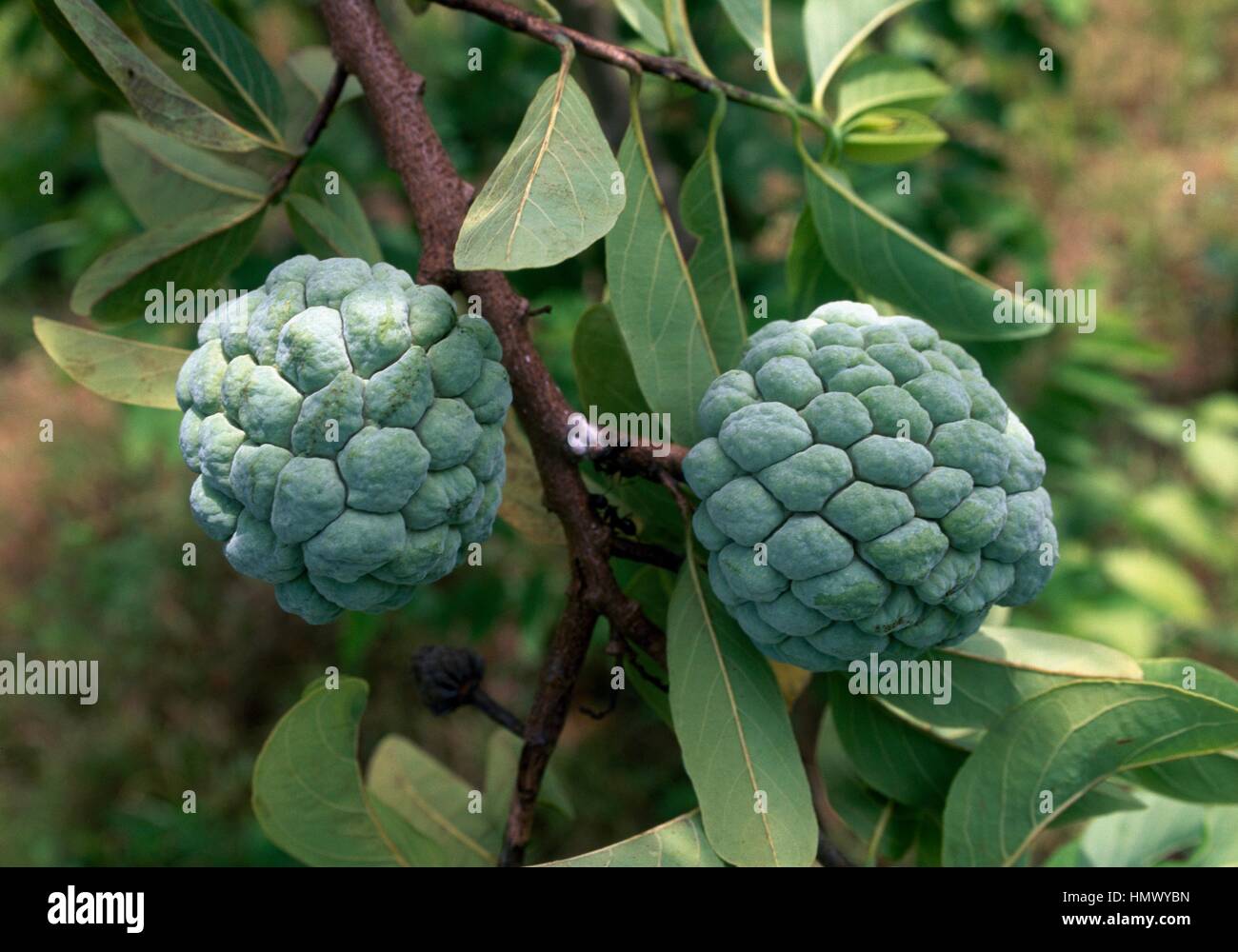 Sugar apple (Annona squamosa), Annonaceae, Thailand Stock Photo - Alamy