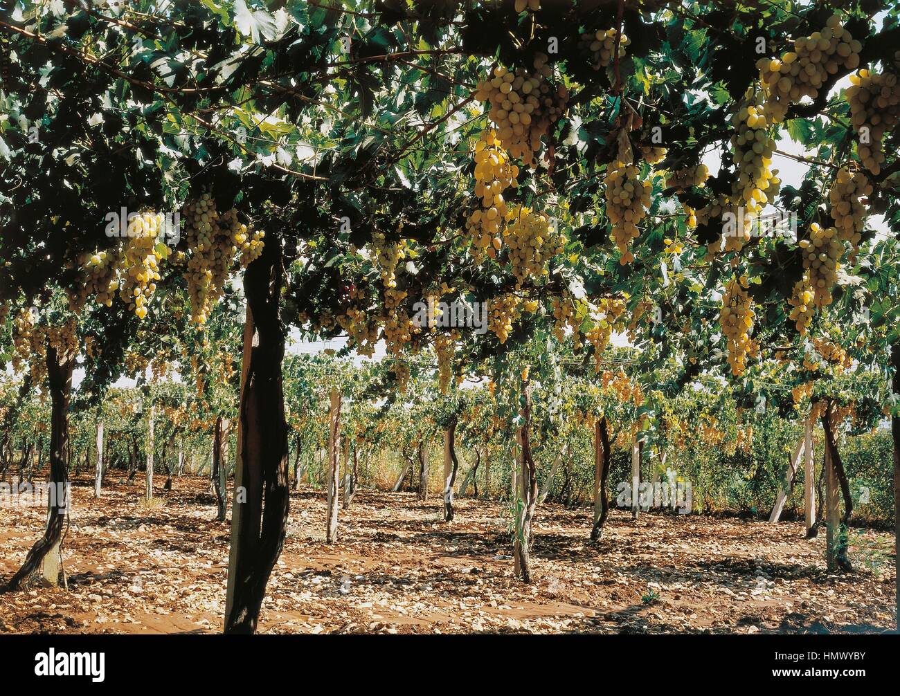 Bekaa valley vineyard lebanon hi-res stock photography and images - Alamy