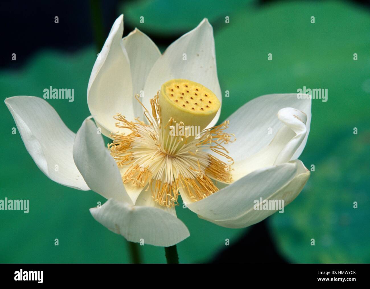American lotus (Nelumbo lutea), Nelumbonaceae, Pamplemousses Botanical ...