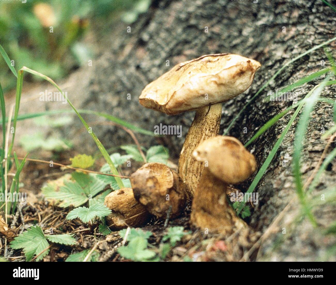 Bitter bolete tylopilus felleus boletus hi-res stock photography and ...