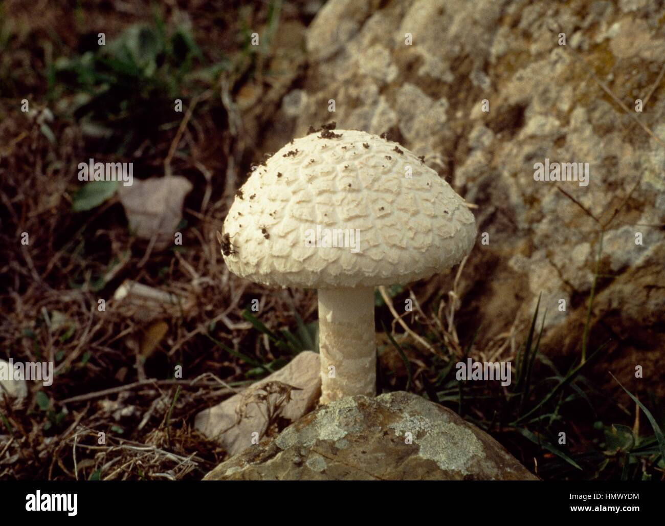 Vittadini's Lepidella (Amanita vittadinii), Amanitaceae Stock Photo - Alamy