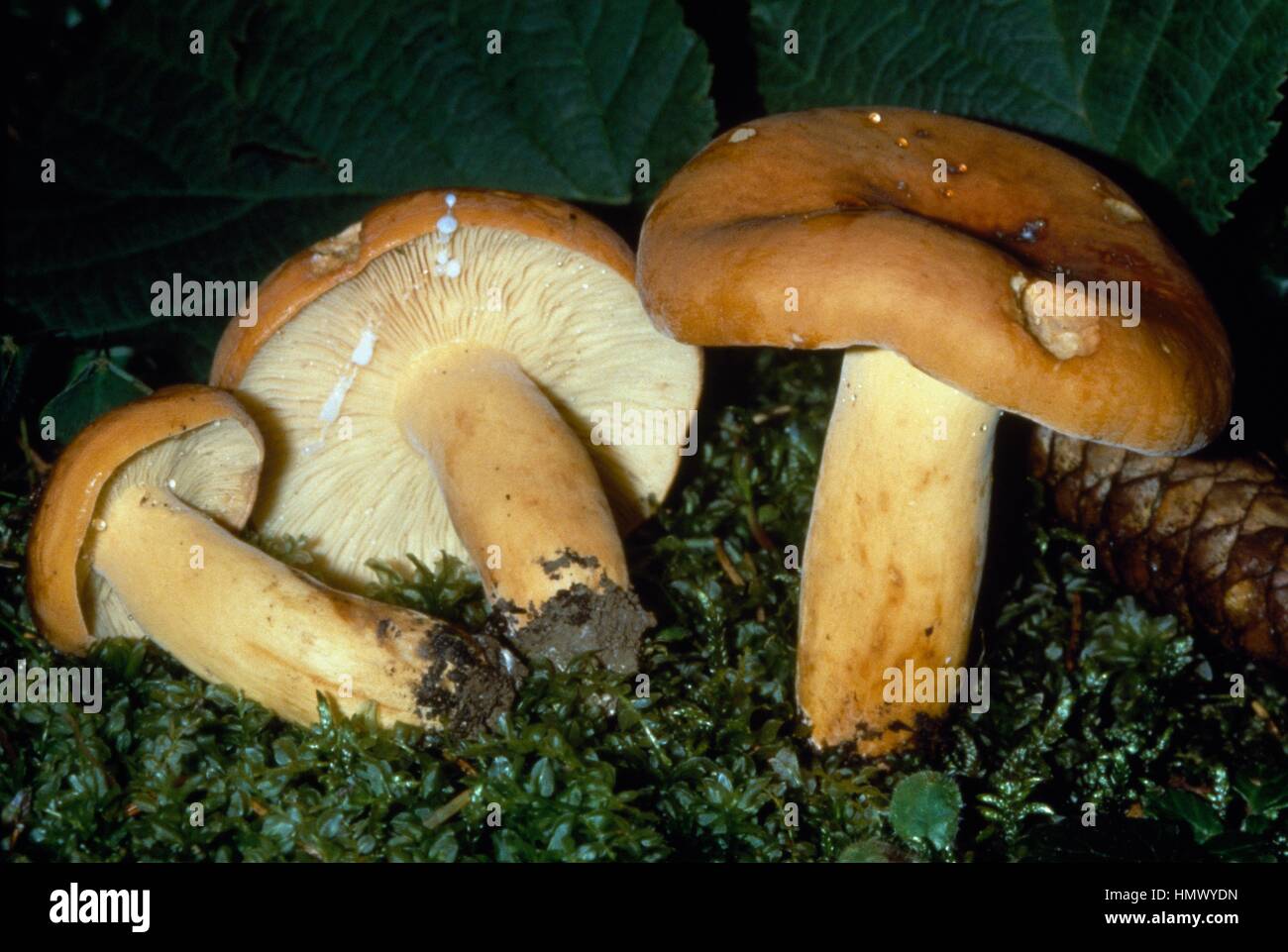 Example of Weeping milk cap or Voluminous-latex milky (Lactarius ...