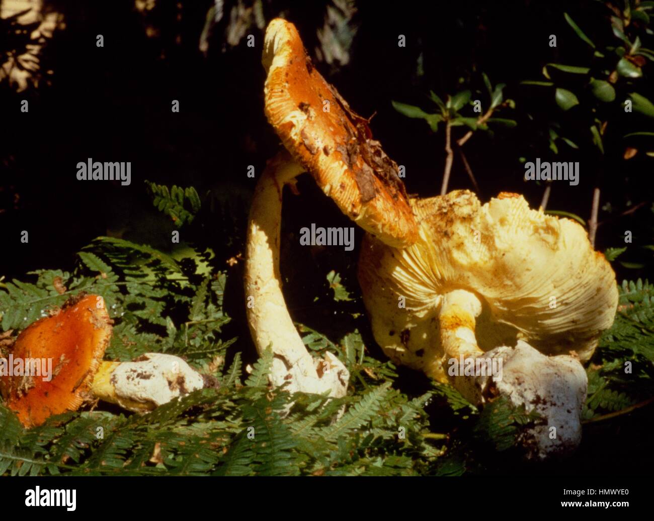 Caesar's Mushroom (Amanita caesarea), Amanitaceae Stock Photo - Alamy