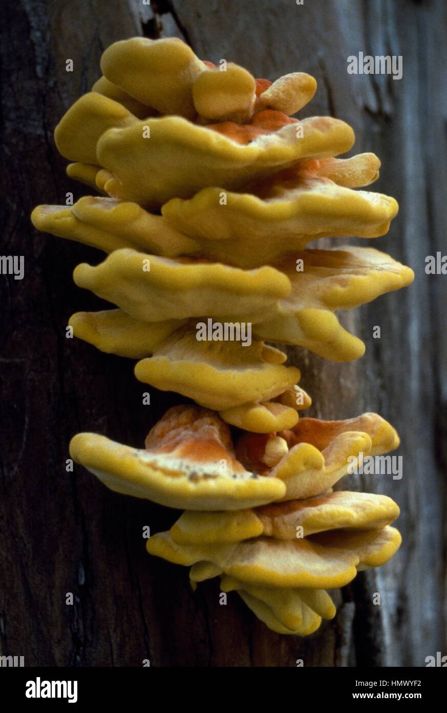 Cluster of Sulphur polypore, Sulphur shelf or Chicken mushroom ...