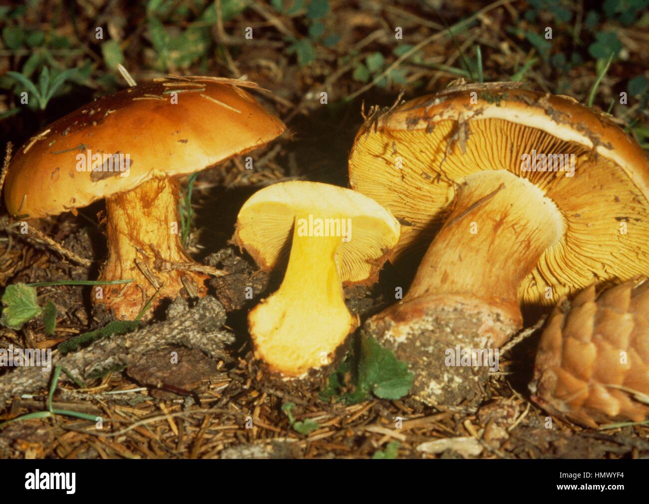 Cortinarius odorifer, Cortinariaceae Stock Photo - Alamy