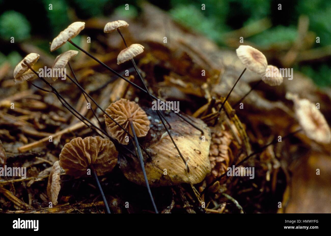 Examples of marasmius perforans hi-res stock photography and images - Alamy