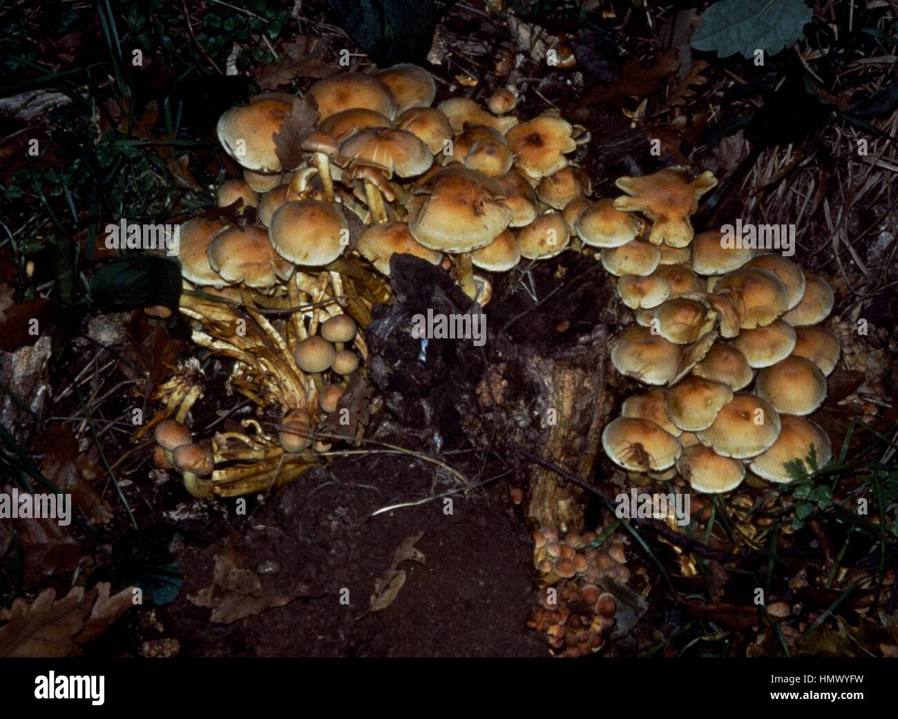 Sulphur tuft, Sulfur tuft or Clustered woodlove (Hypholoma fasciculare ...