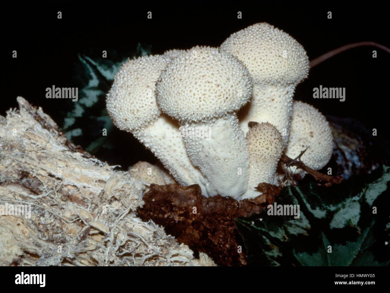 Examples common puffball hi-res stock photography and images - Alamy
