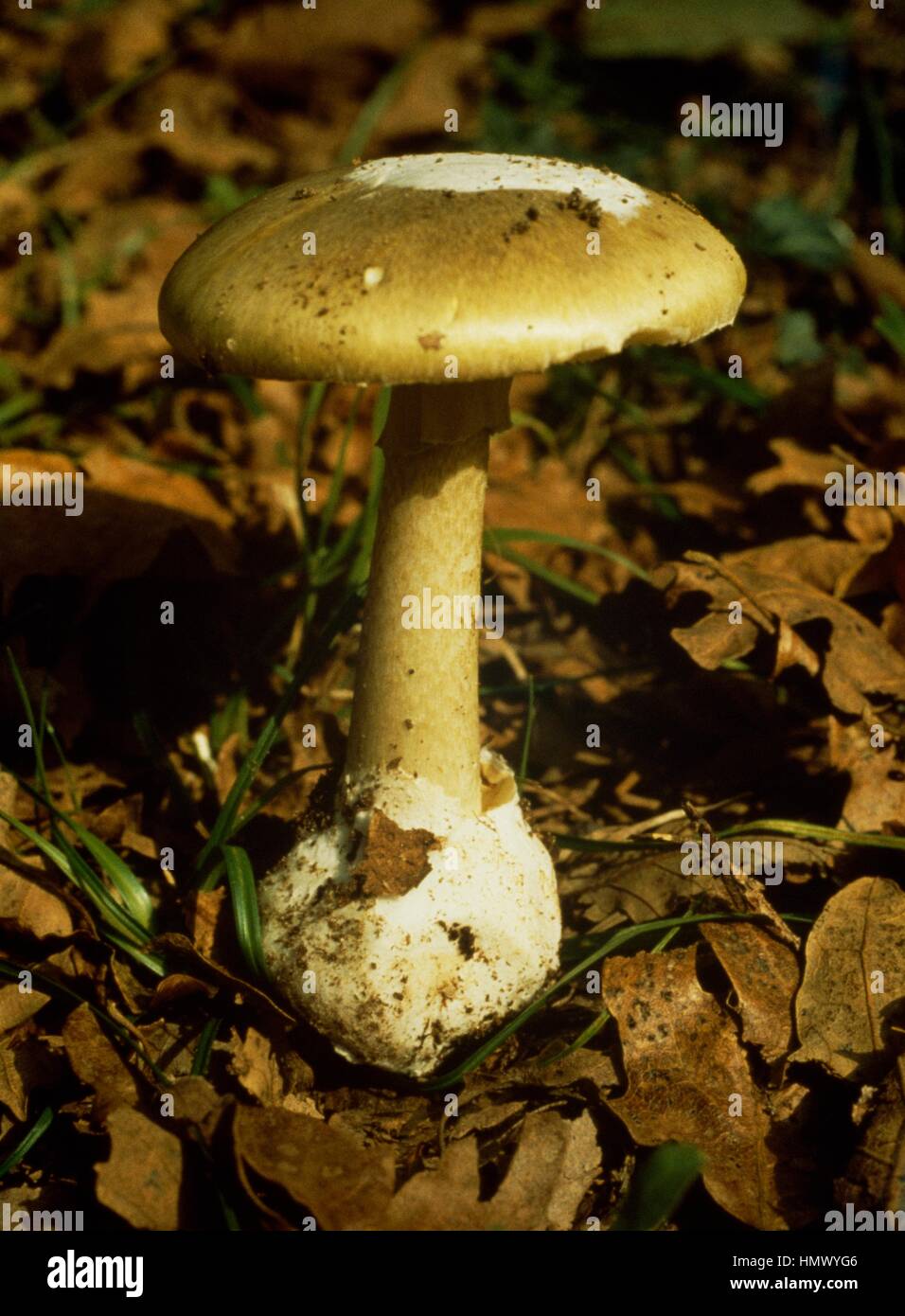 Death cap (Amanita phalloides), Amanitaceae Stock Photo - Alamy