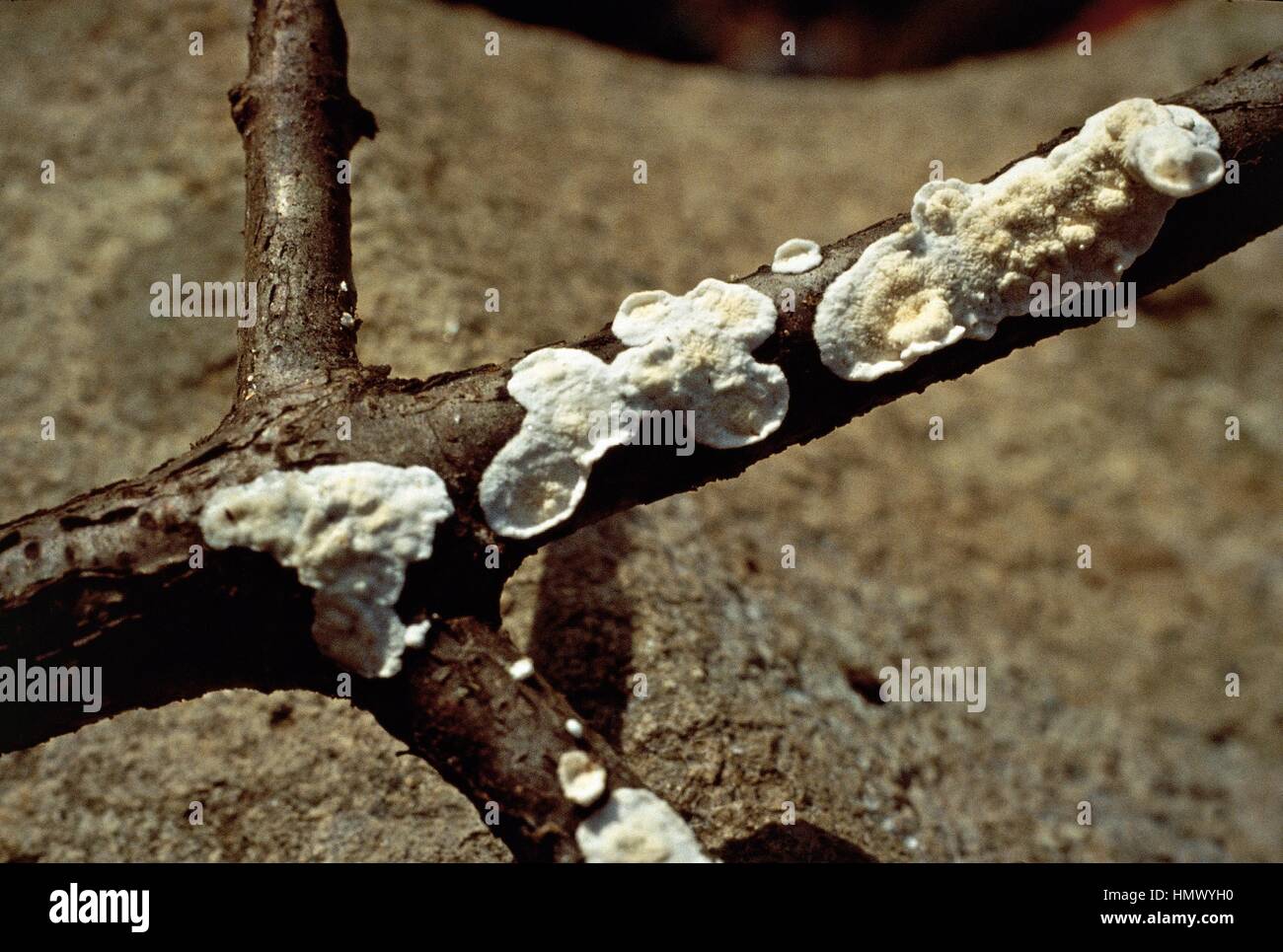 Corticium evolvens, Physalacriaceae Stock Photo - Alamy
