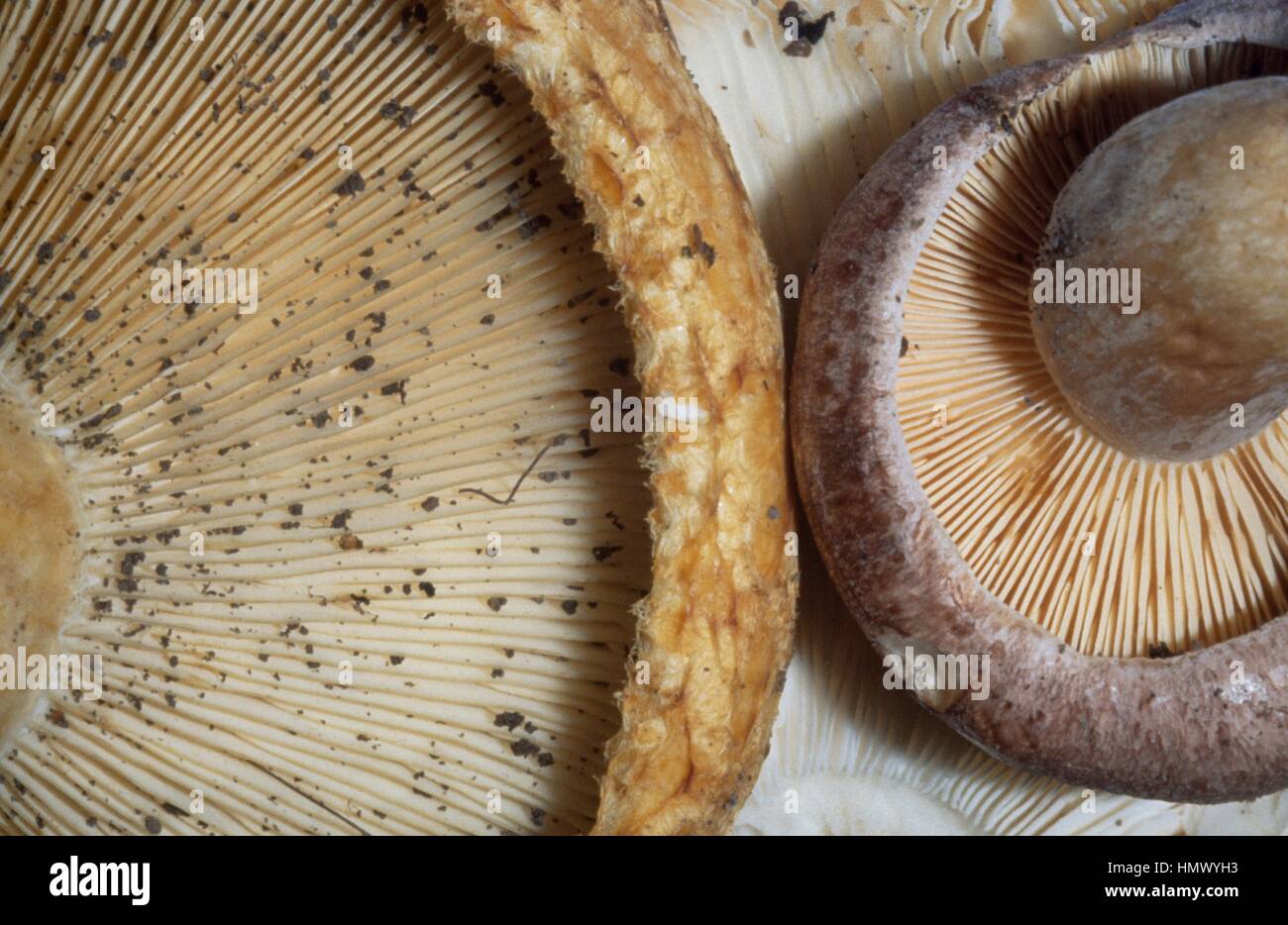 Detail of the involuted rim of two examples of Milk caps mushrooms ...