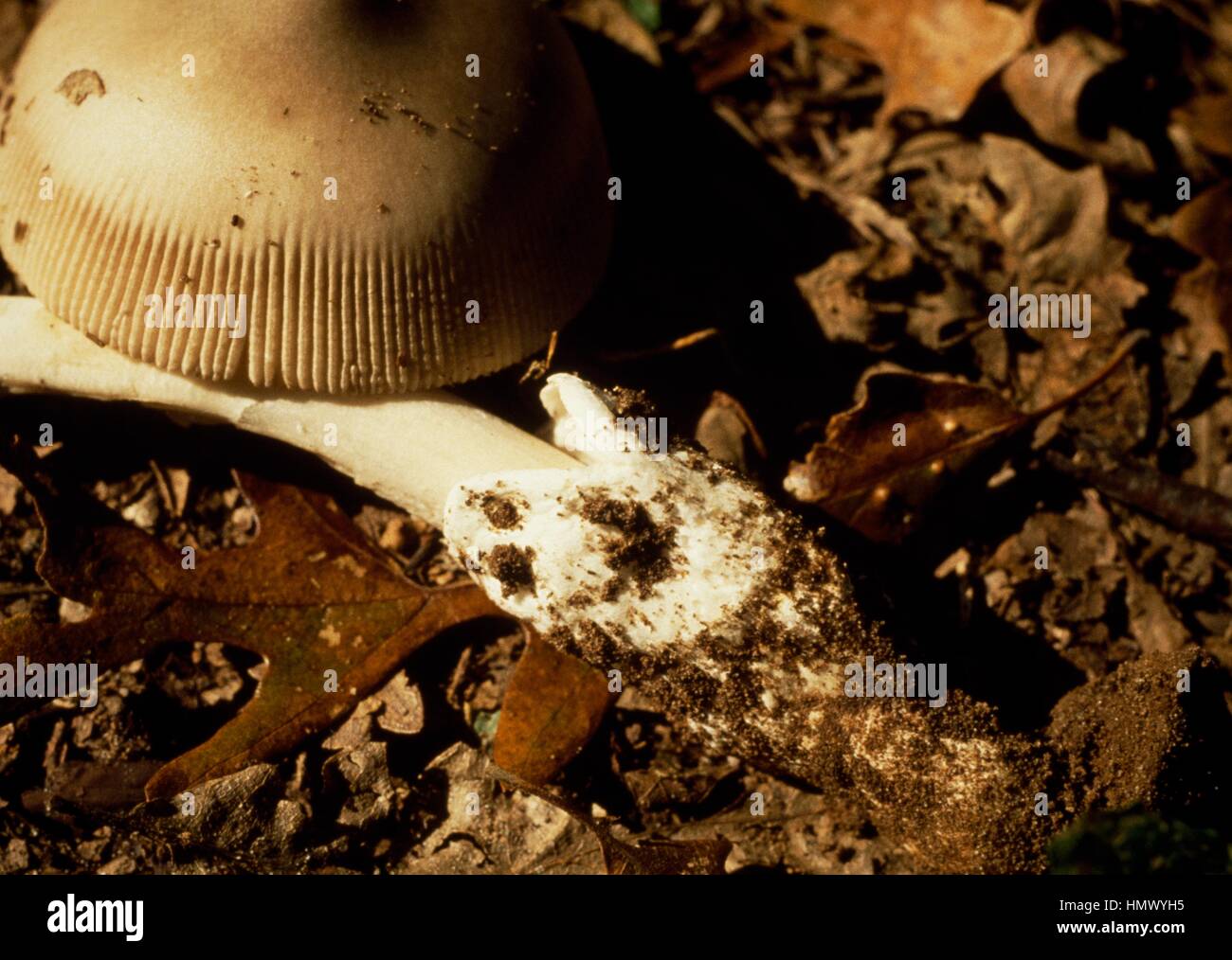 Grisette (Amanita vaginata), Amanitaceae Stock Photo - Alamy