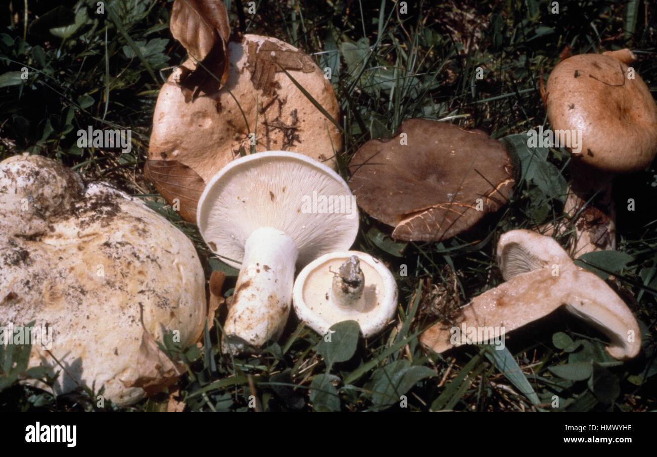 Examples of Milk caps mushrooms (Lactarius sp Stock Photo - Alamy