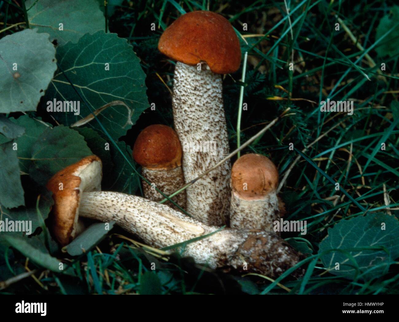 Examples of Red-capped scaber stalk (Boletus aurantiacus or Leccinum ...