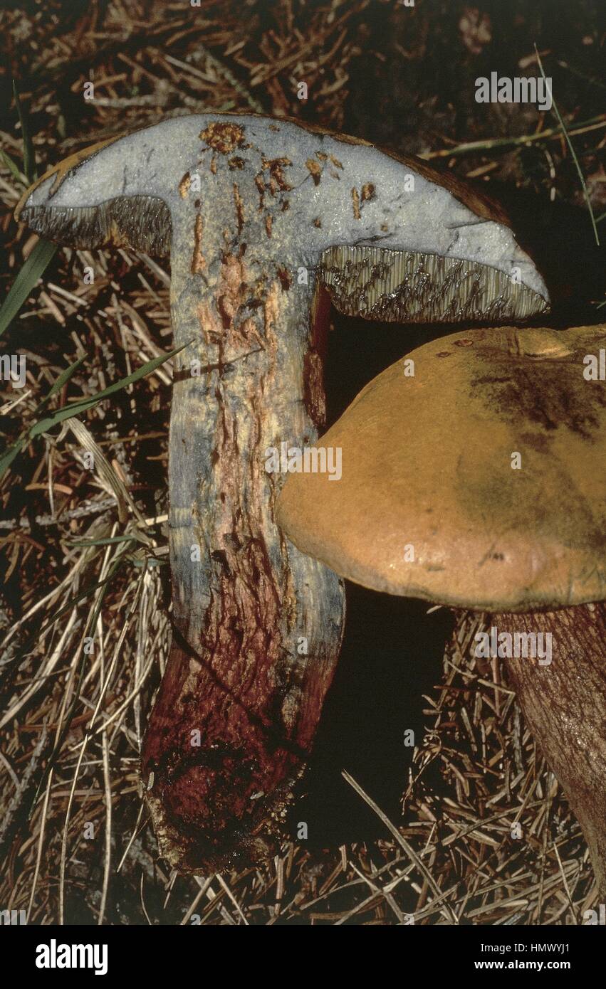 Fungi - Poisonous mushrooms - Boletaceae - Boletus luridus Stock Photo ...