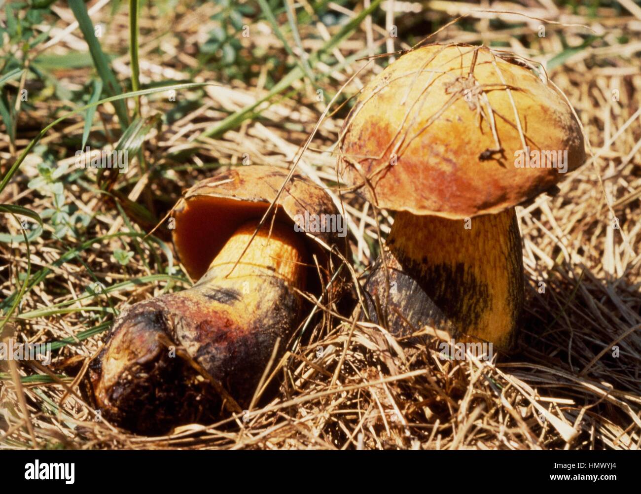 A pair of Lurid Boleti (Boletus luridus), Boletaceae Stock Photo - Alamy