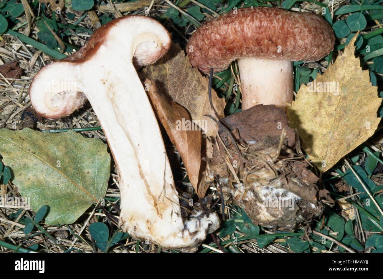Examples of whole and sectioned Woolly milkcap or Bearded milkcap ...