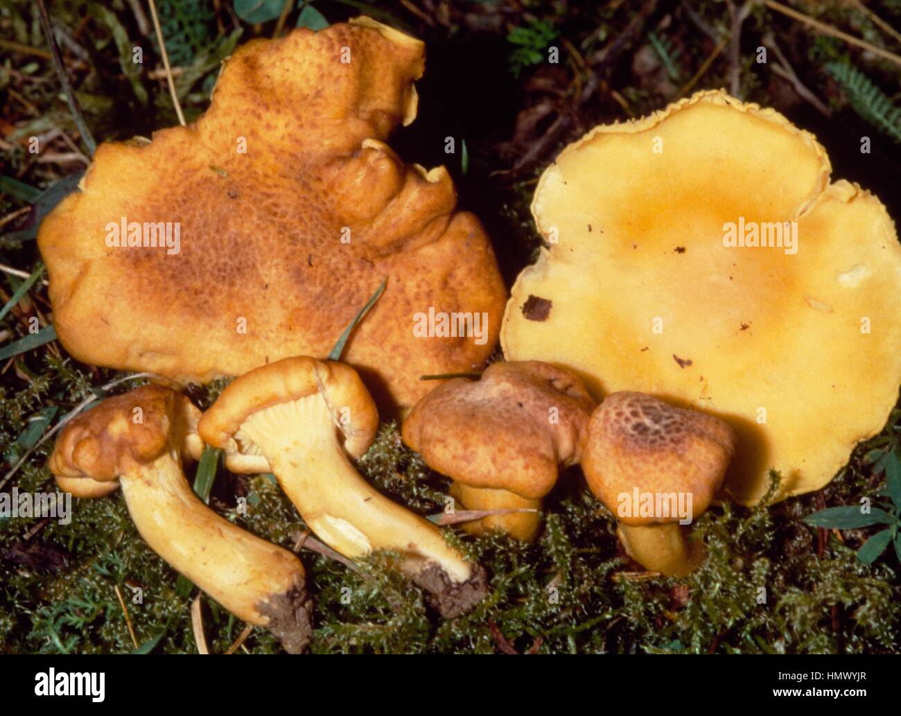 Chanterelle, Golden chanterelle or Girolle, (Cantharellus cibarius ...
