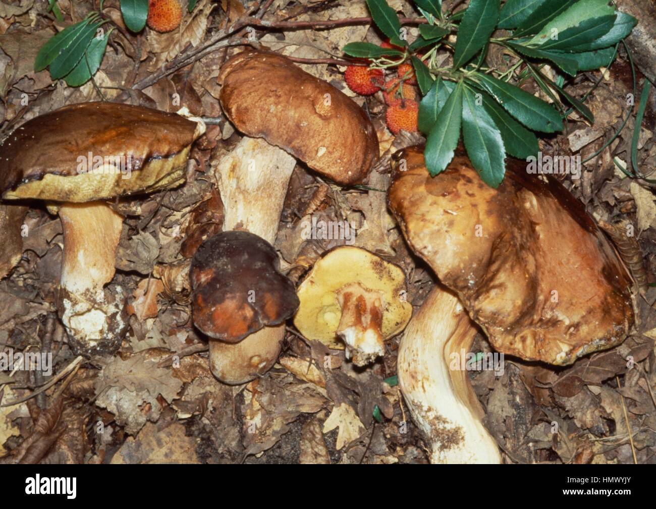 King Bolete, Porcini, Steinpilz, or Cep (Boletus aereus), Boletaceae ...