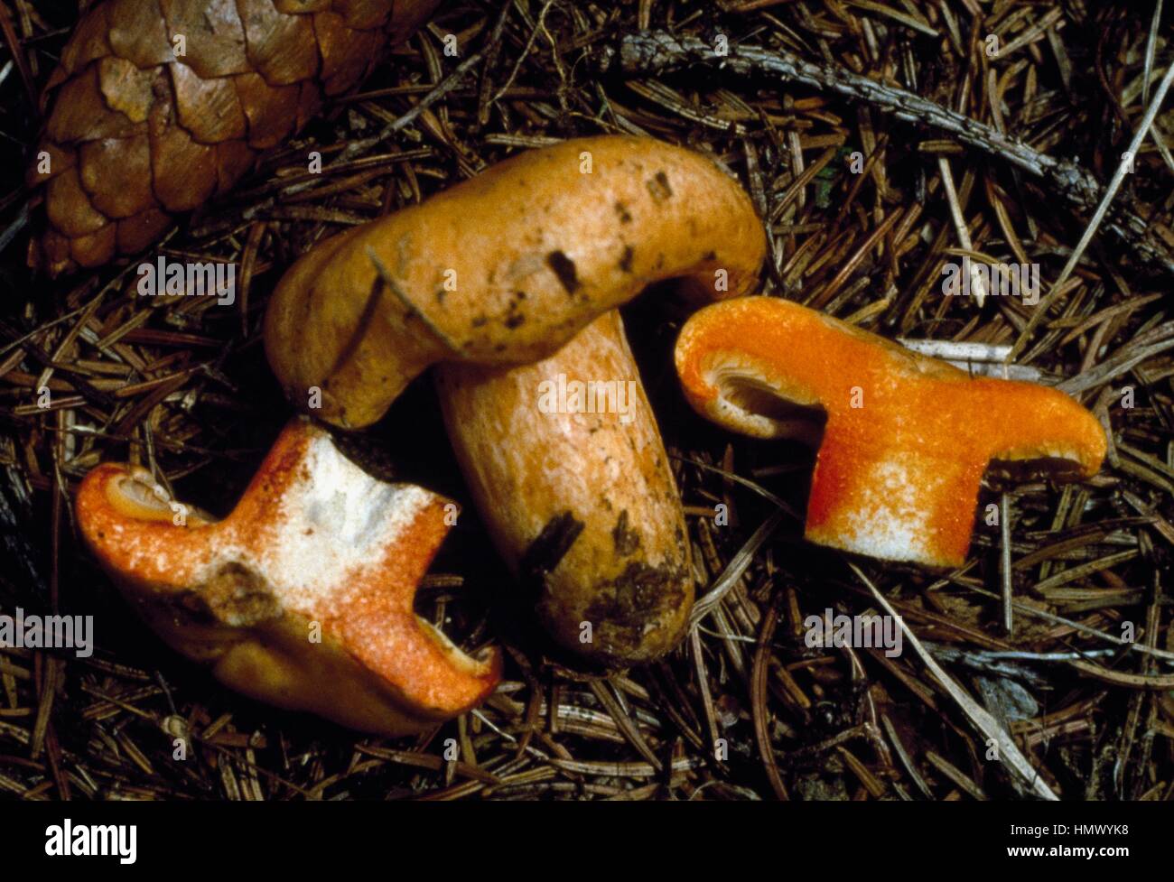 Examples of whole and sectioned Saffron milk cap, Red pine mushroom ...