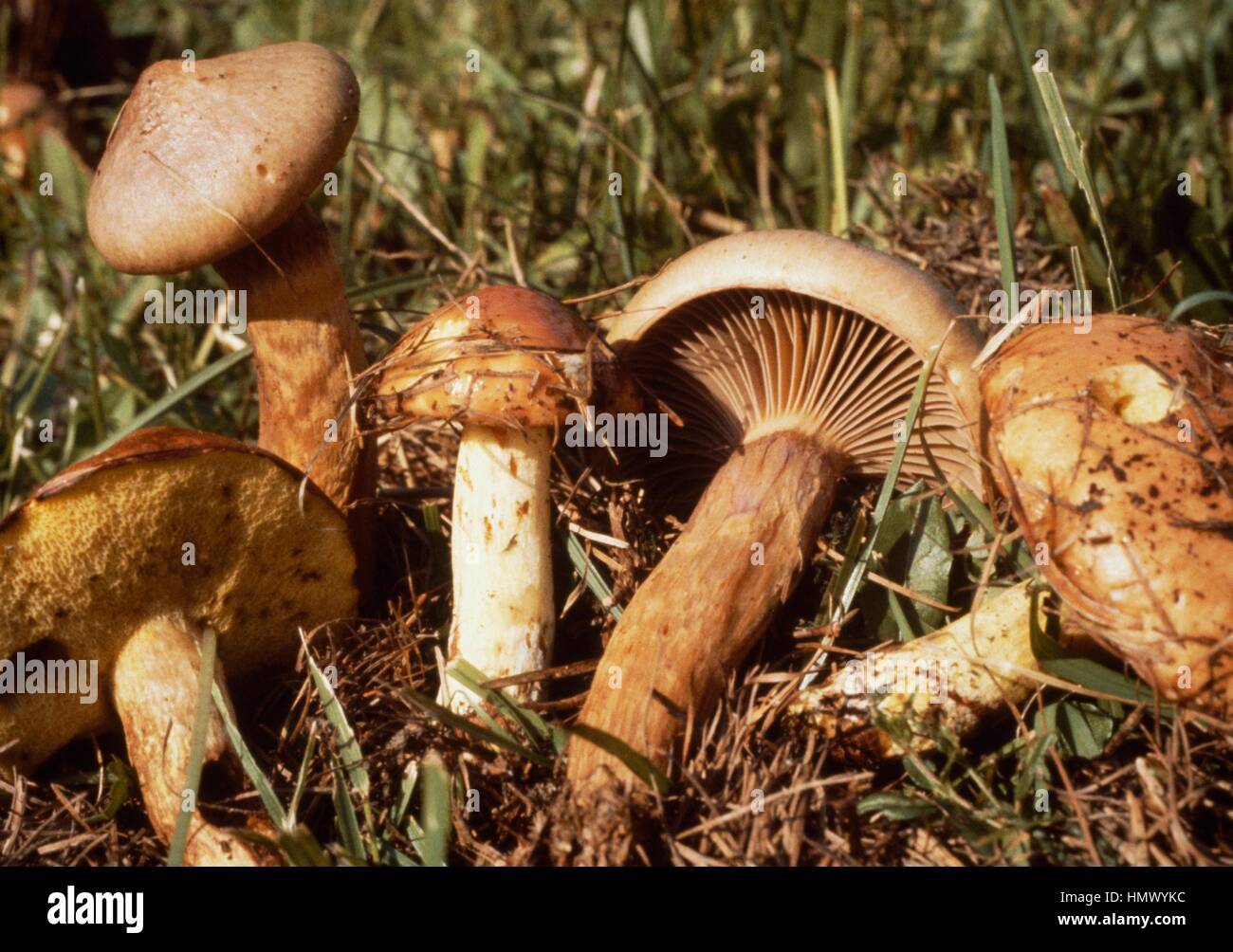 Weeping bolete, or Granulated bolete (Suillus granulatus), Boletaceae ...