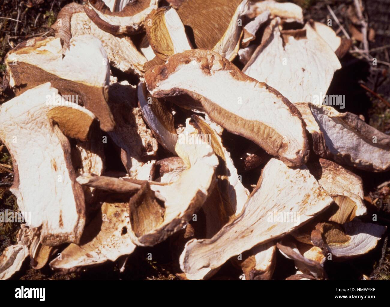 Penny bun, Porcino or Cep (Boletus edulis), Boletaceae, left to dry ...