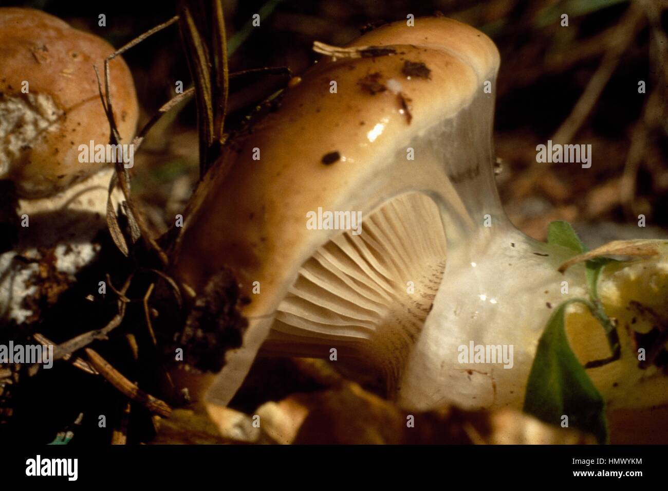 Slimy spike-cap (Gomphidius glutinosus), Gomphidiaceae Stock Photo - Alamy