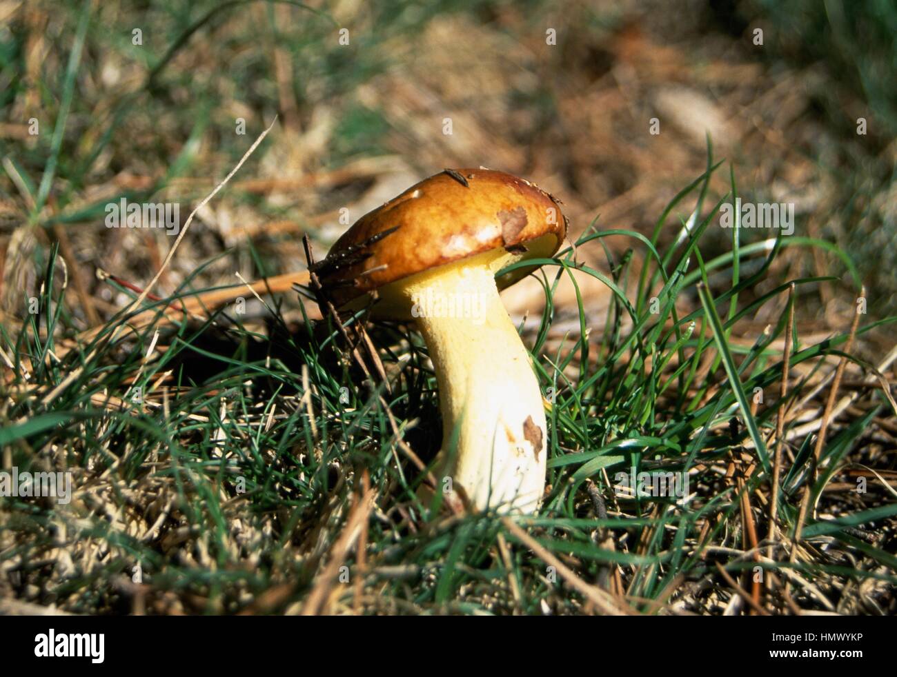 Weeping bolete, or Granulated bolete (Suillus granulatus), Suillaceae ...