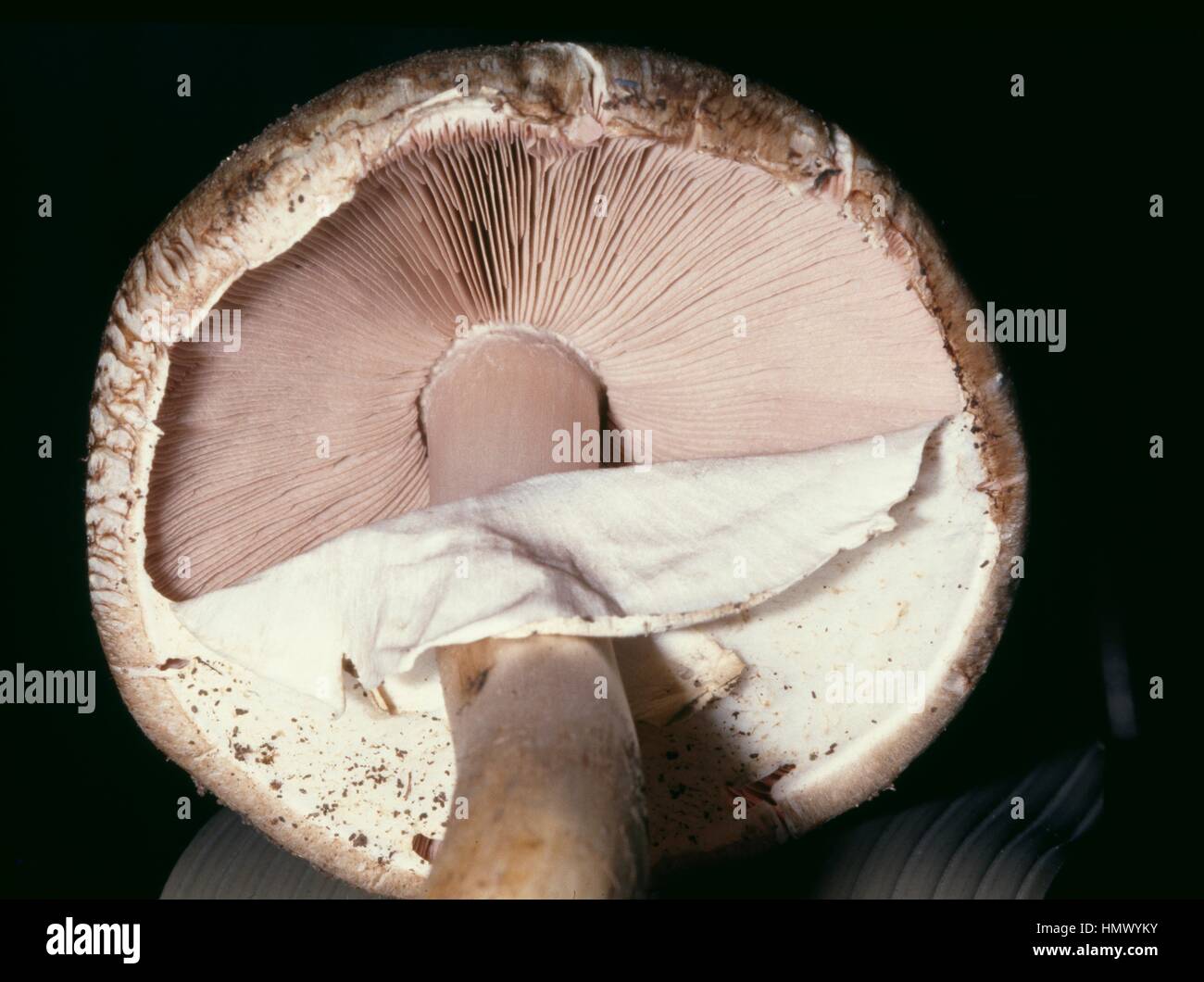 Mushroom partial veil hi-res stock photography and images - Alamy