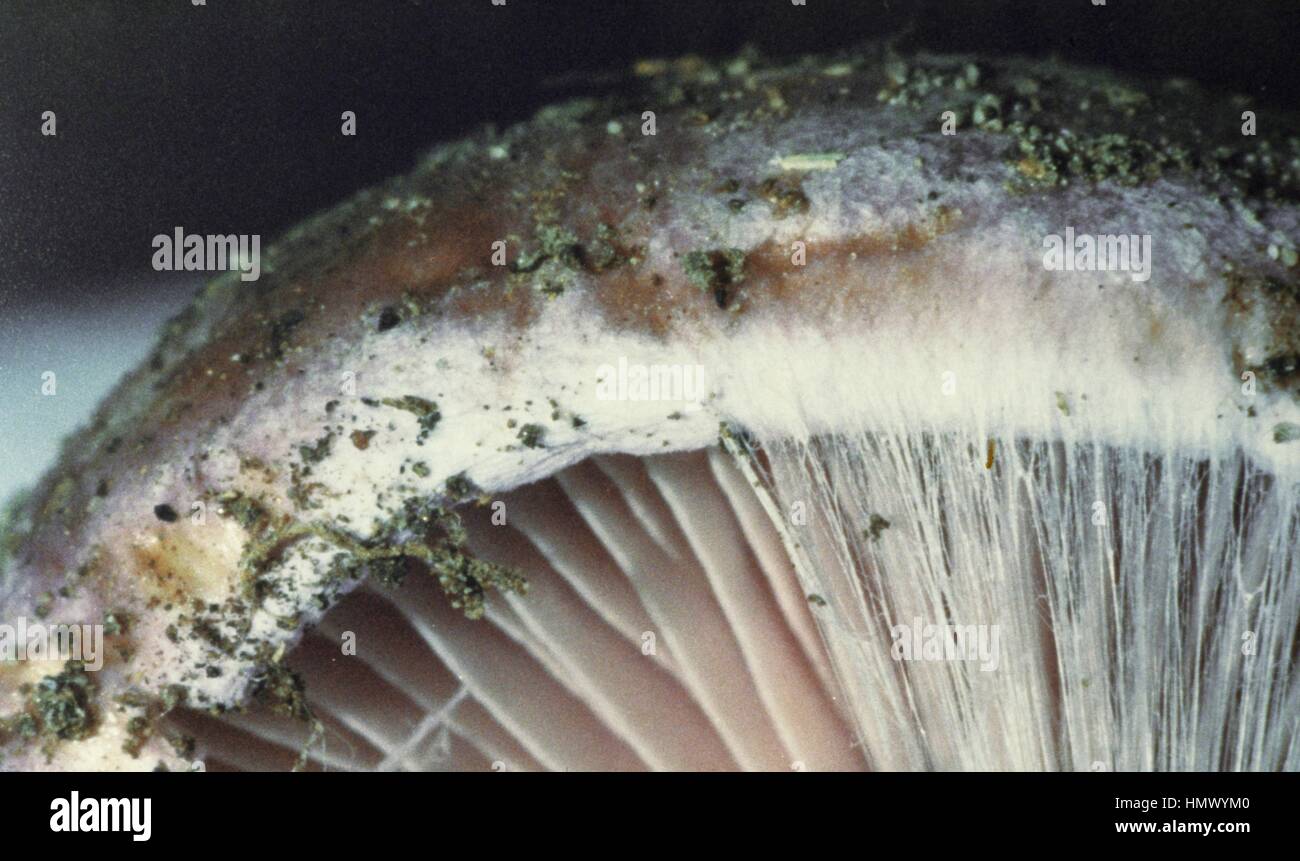 Mushroom partial veil hi-res stock photography and images - Alamy