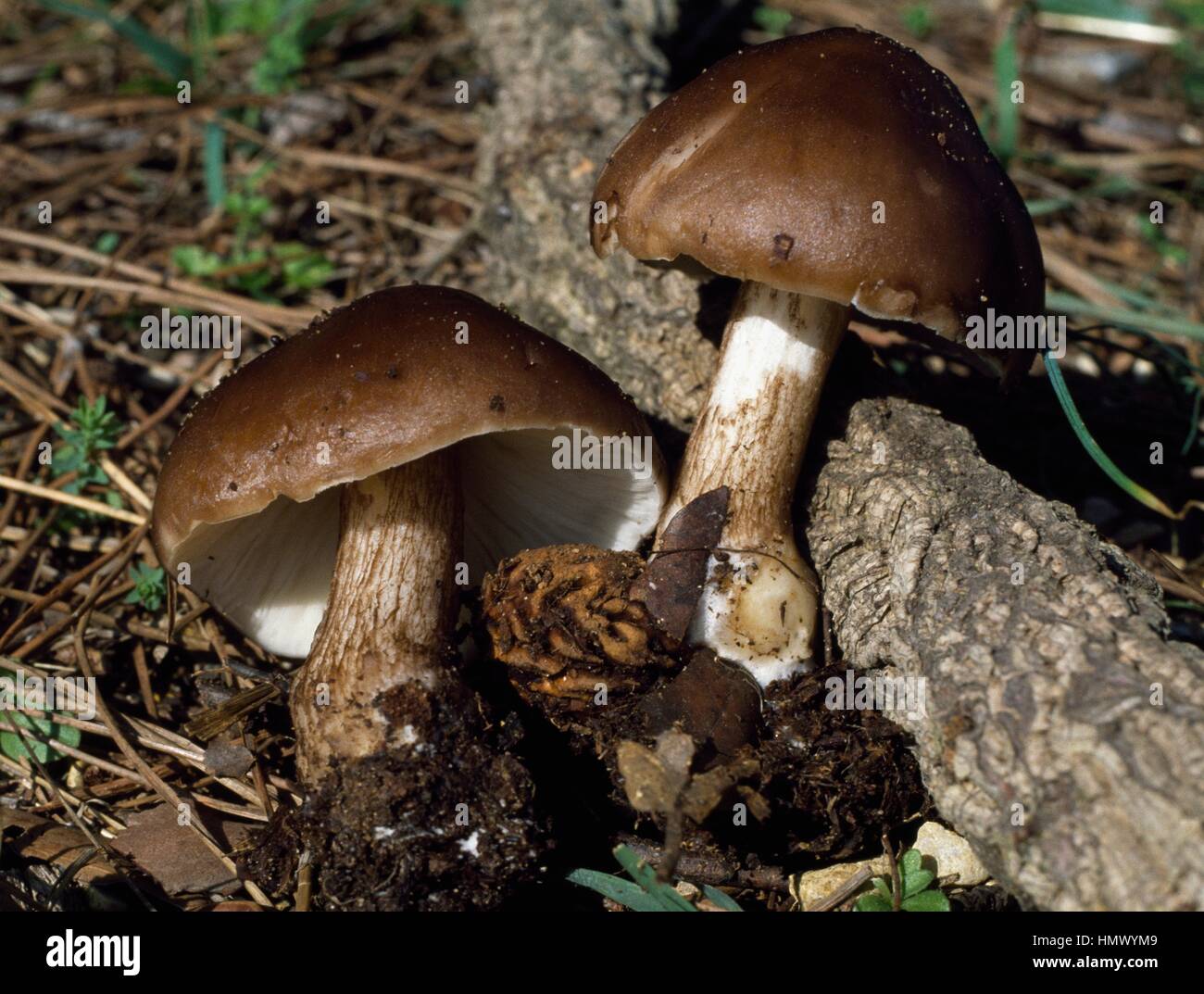 Deer shield, Deer mushroom or Fawn mushroom (Pluteus cervinus or ...