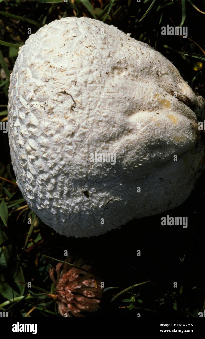 Mosaic puffball (Calvatia utriformis), Lycoperdaceae Stock Photo - Alamy