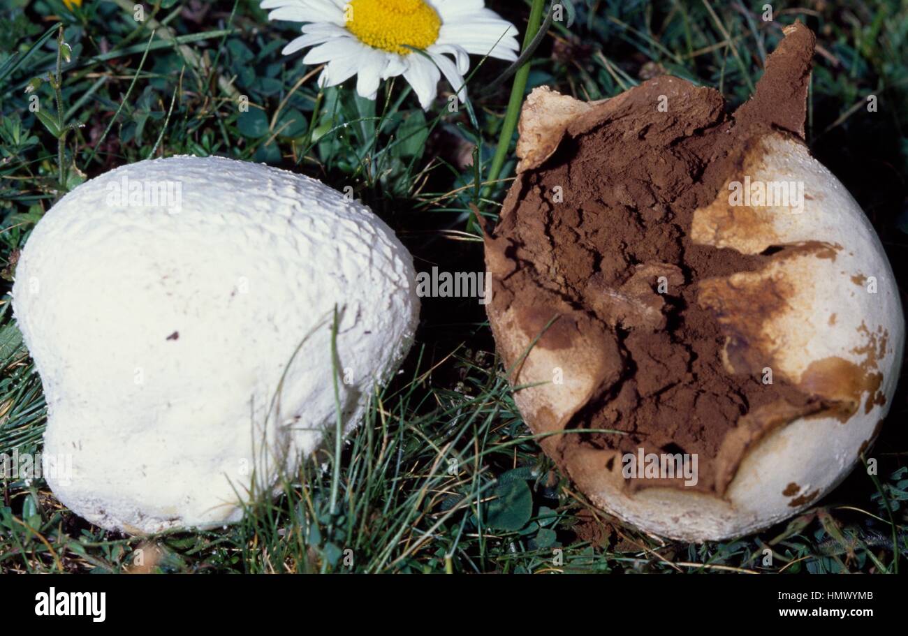 Irregular dissociation of the endoperidio of a Mosaic puffball ...