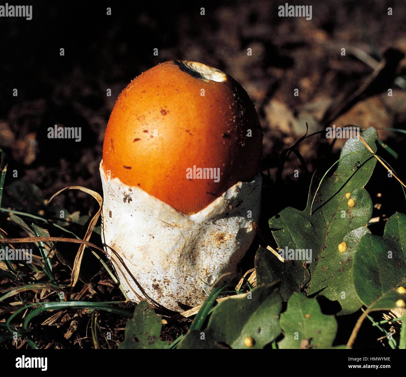 Caesar's Mushroom (Amanita caesarea), Amanitaceae Stock Photo - Alamy