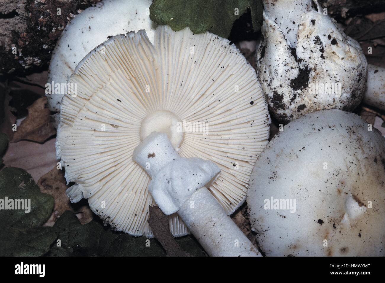 Amanita Verna