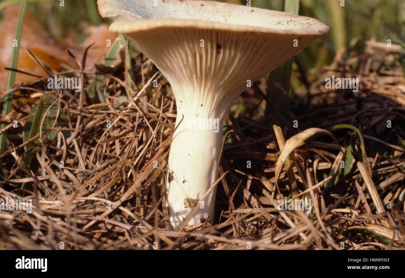 Common Funnel Cap (Clitocybe infundibuliformis), Tricholomataceae Stock ...