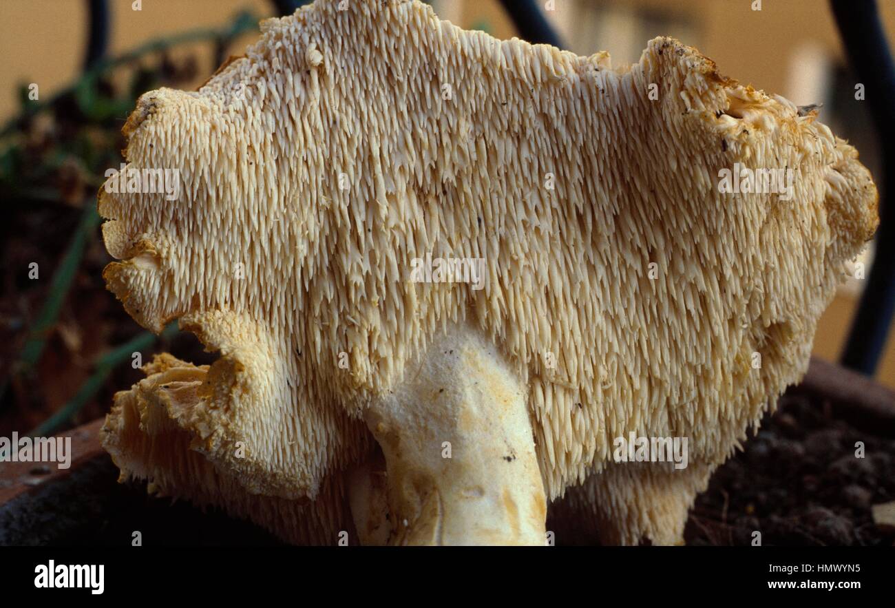 Wood Hedgehog or Hedgehog mushroom (Hydnum repandum), Hydnaceae Stock ...
