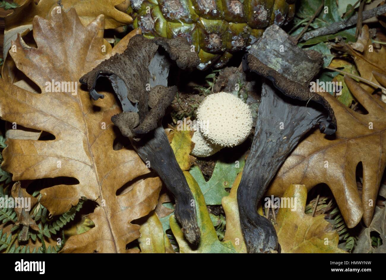 Trumpet of the dead, Black chanterelle, Black trumpet, or Horn of ...