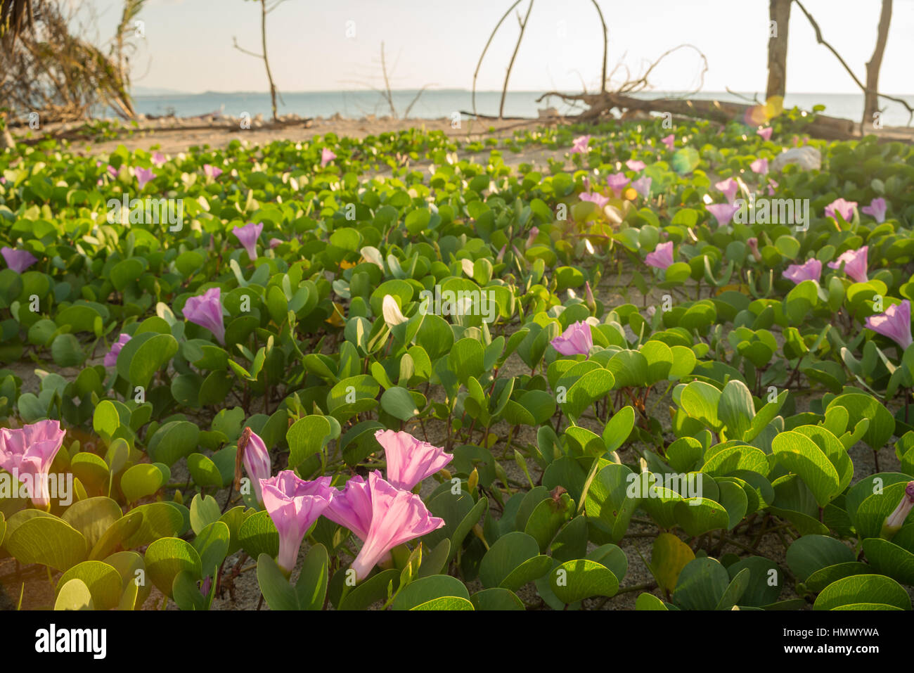 Sea fig flowers blooming on coast Stock Photo - Alamy