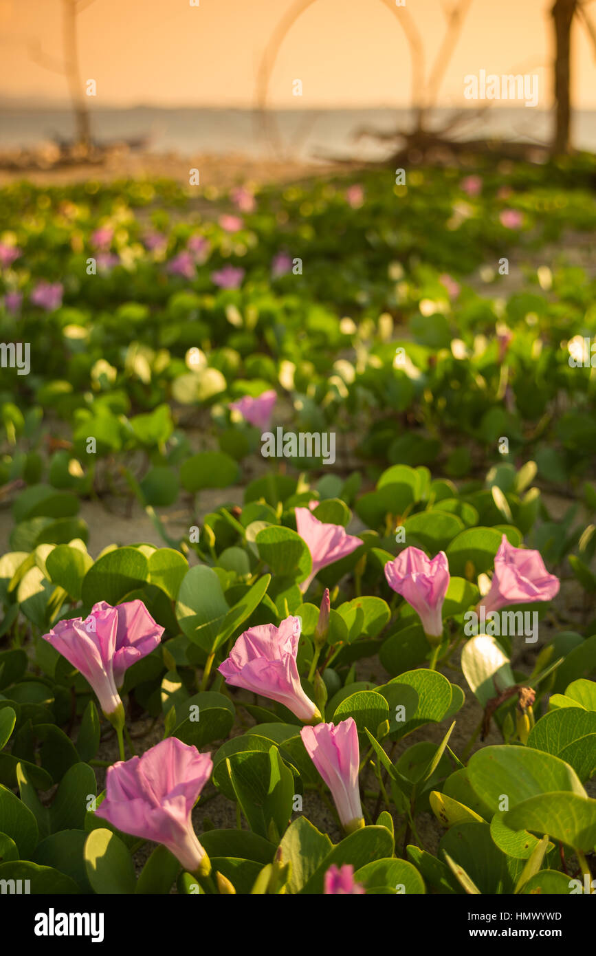 Sea fig flowers blooming on coast Stock Photo - Alamy