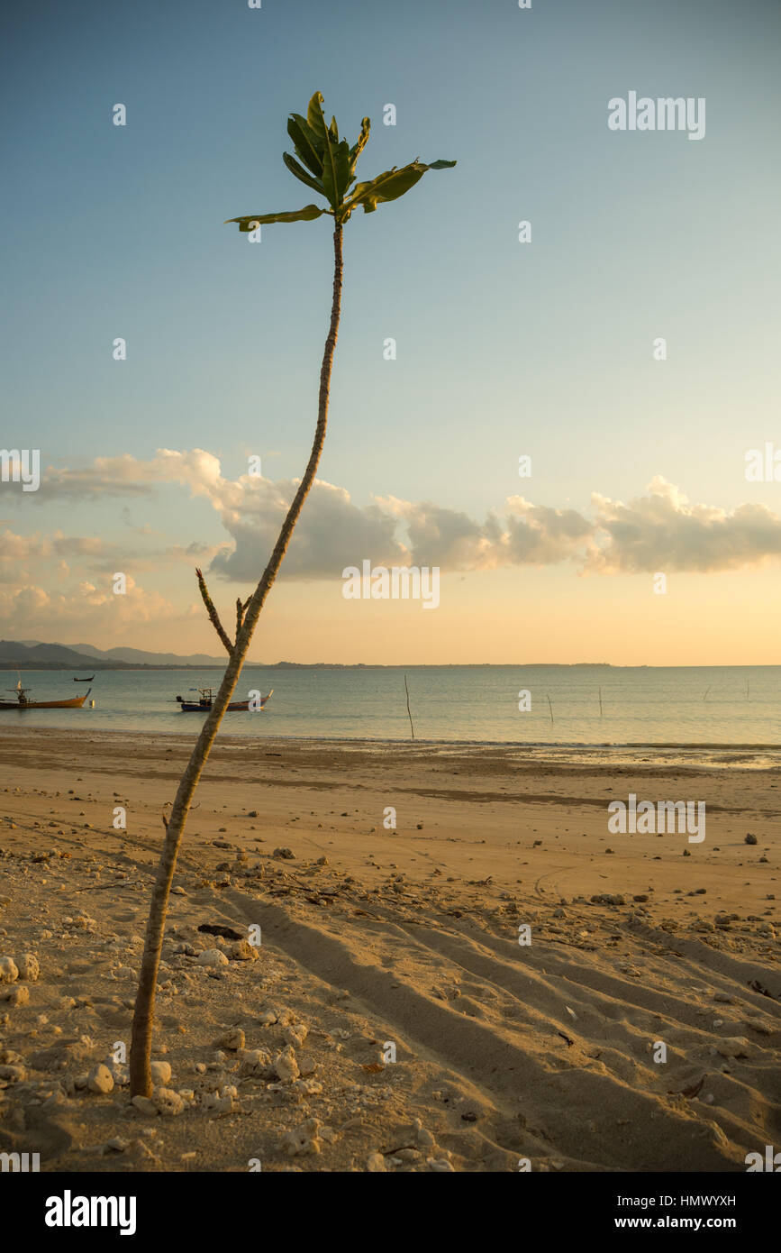 Sky and tree beautiful sunsets on the beach Stock Photo - Alamy