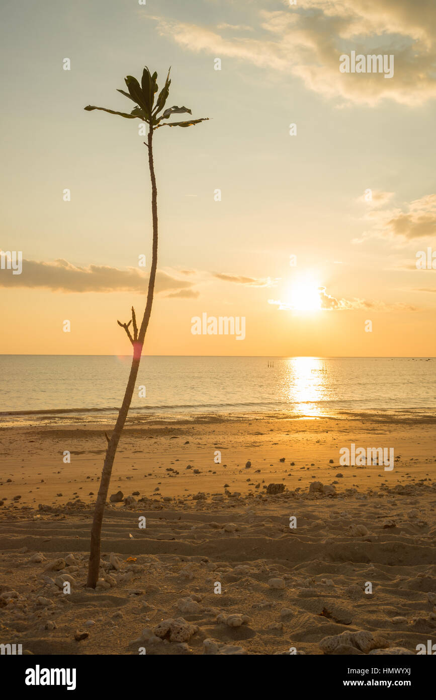 Sky and tree beautiful sunsets on the beach Stock Photo - Alamy