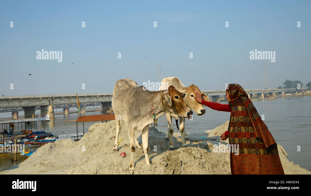 Cow at Ganga river ghat Stock Photo - Alamy
