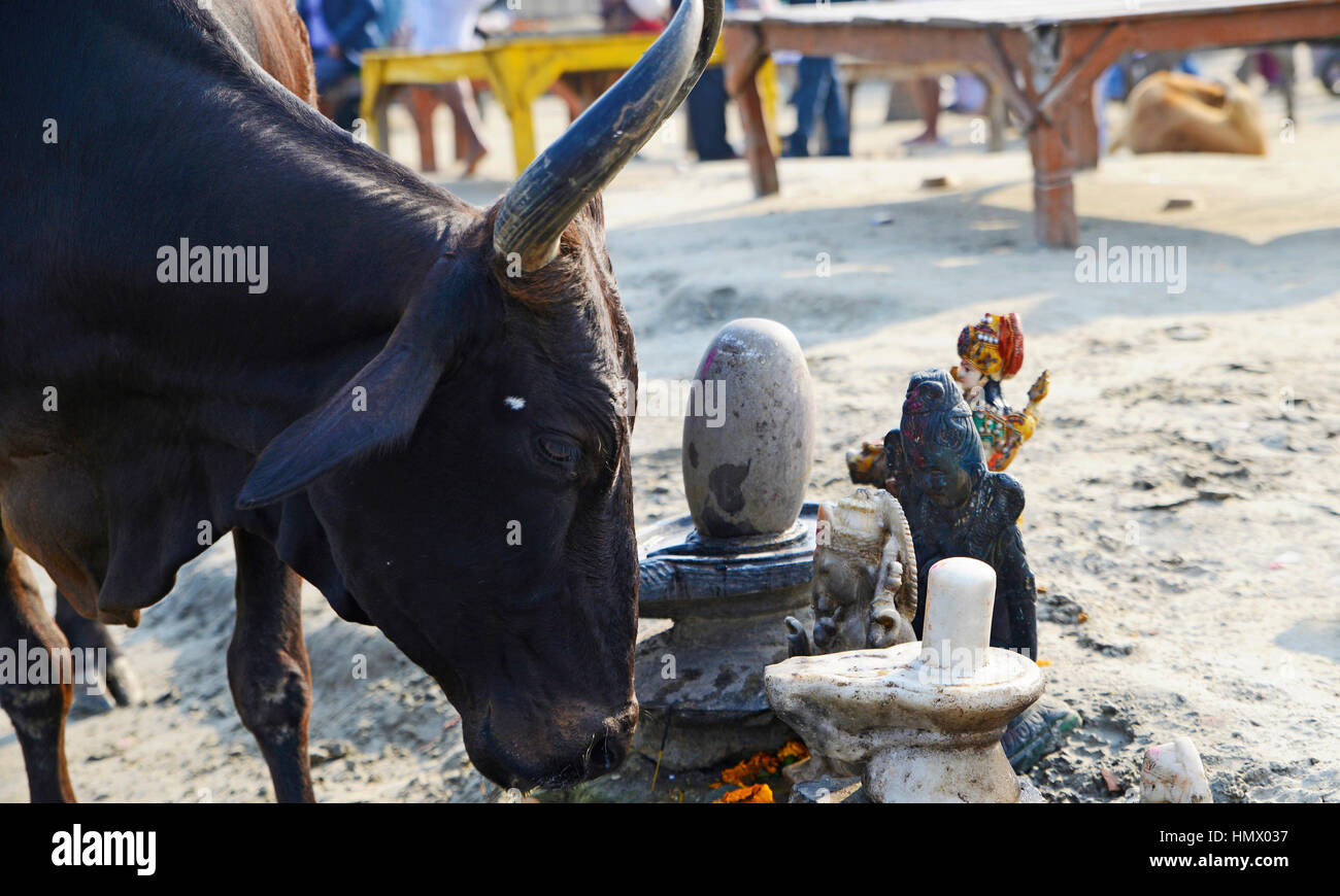 Cow with Shiva Linga at Ganga river Ghat Stock Photo - Alamy